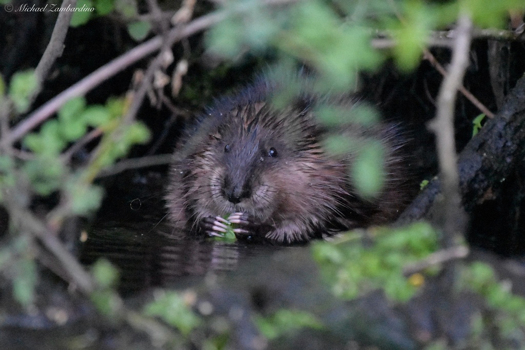 Eastern Muskrat from Long Island, Patchogue, NY, US on May 3, 2024 at ...