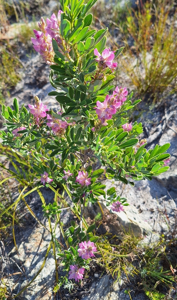 Fire Pea from Kleinmond, 7195, South Africa on April 29, 2024 at 03:20 ...