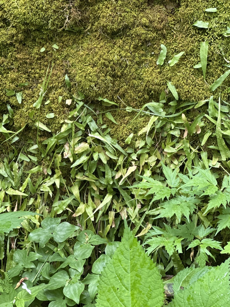 walking fern from Sevier County, Great Smoky Mountains National Park ...
