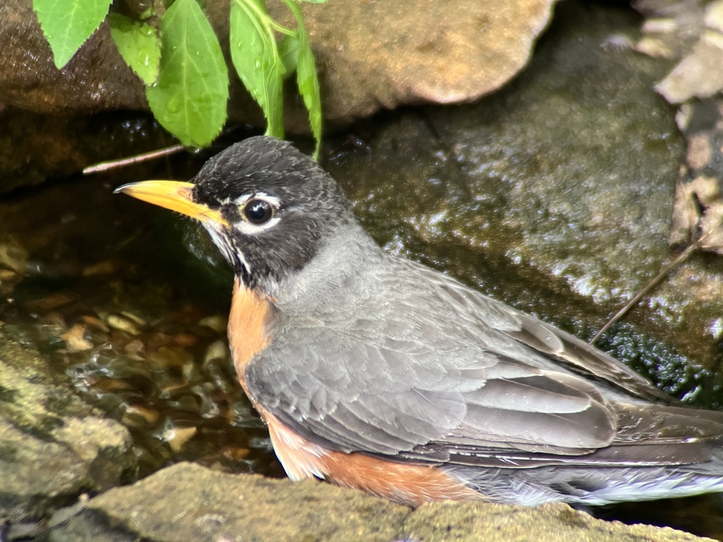 American Robin from W Washington St, Urbana, IL, US on May 3, 2024 at ...