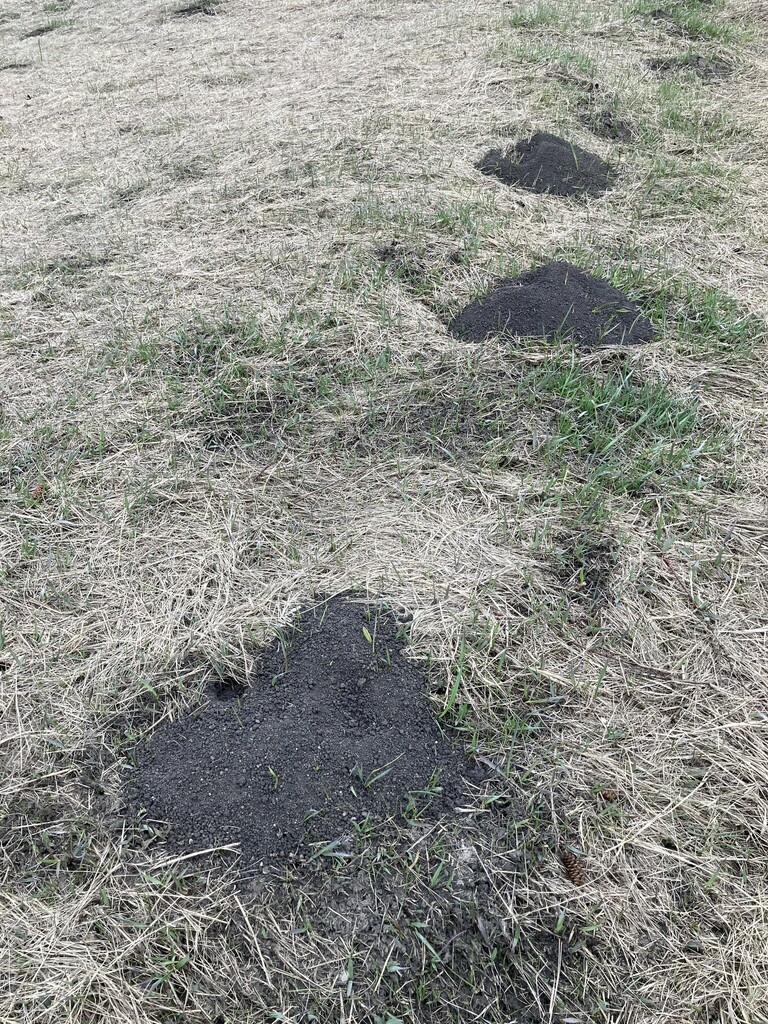 Northern Pocket Gopher from Festuburt, Calgary, AB, Canada on April 29 ...