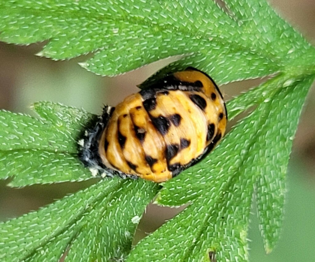 Black-spotted Lady Beetles from Braeburn, Houston, TX, USA on April 27 ...