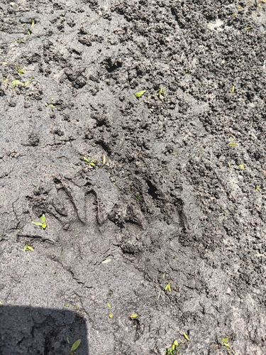 Raccoon Tracks – NatureTracking