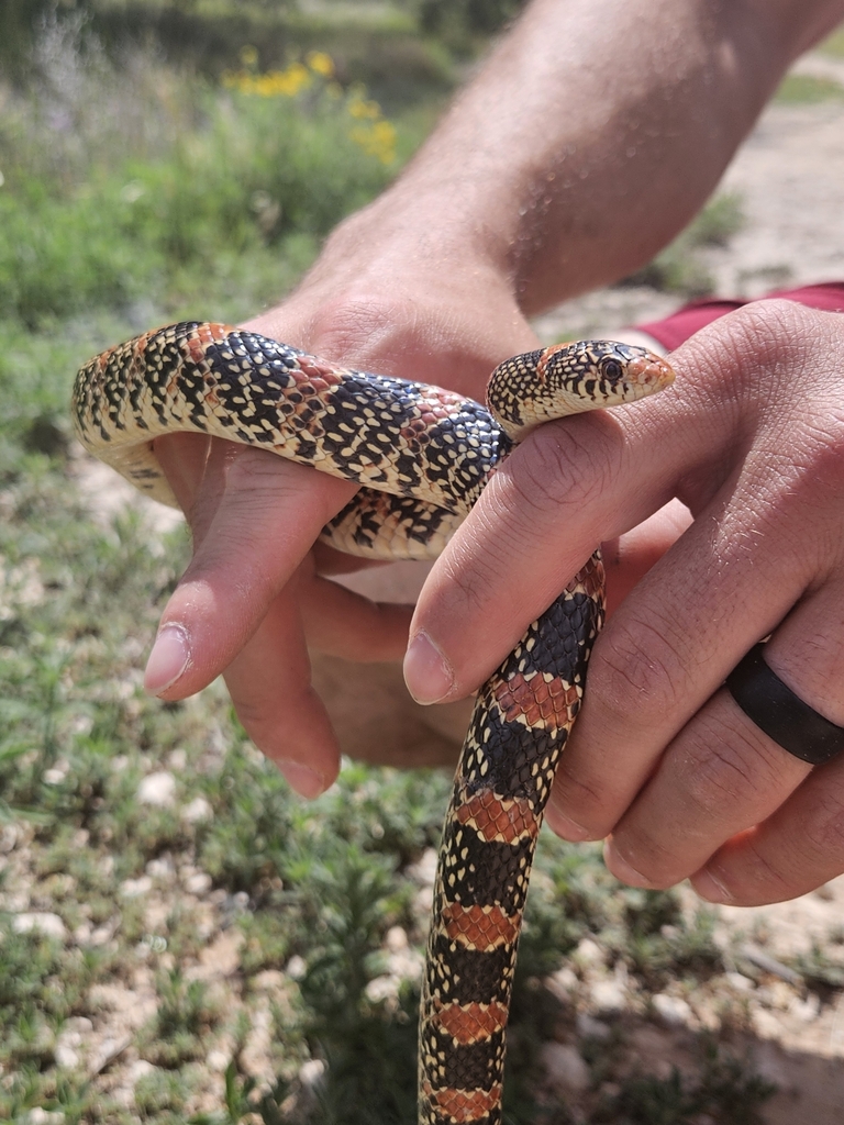 Long-nosed Snake from Dunbar-Manhattan Heights, Lubbock, TX, USA on May ...