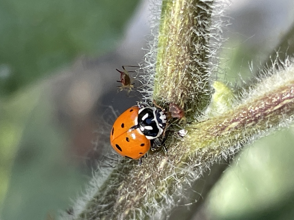 Convergent Lady Beetle from Coronado National Forest, Tucson, AZ, US on ...