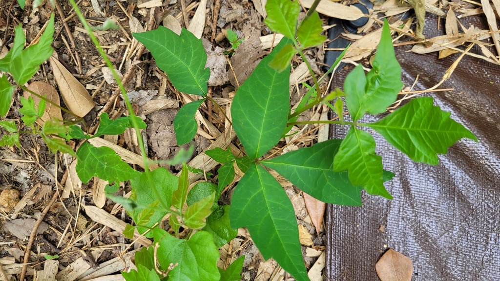 eastern poison ivy from Braeburn, Houston, TX, USA on April 27, 2024 at ...
