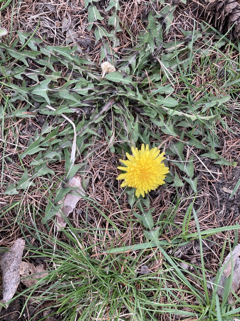 common dandelion from Douglasdale, Calgary, AB T2Z, Canada on April 29 ...