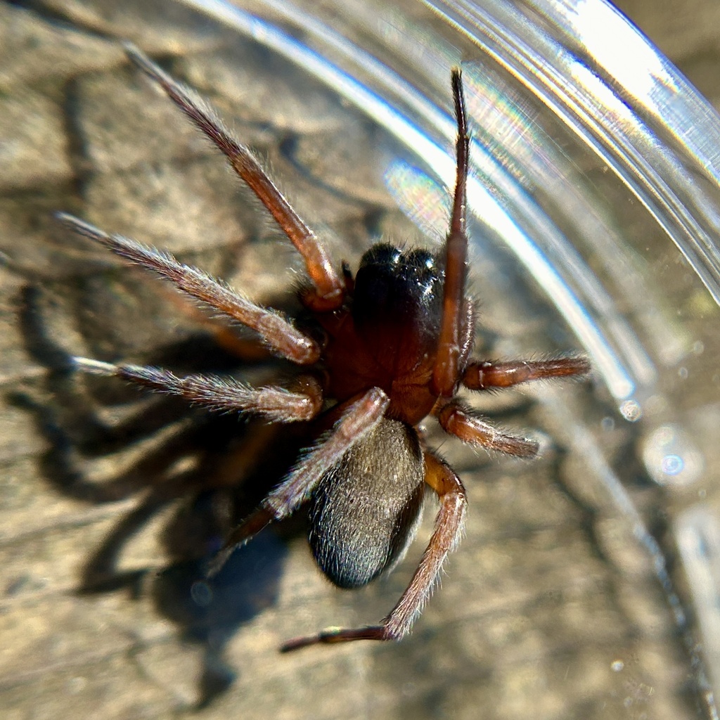 Callobius severus from Kings Rd, Brisbane, CA, US on May 3, 2024 at 09: ...