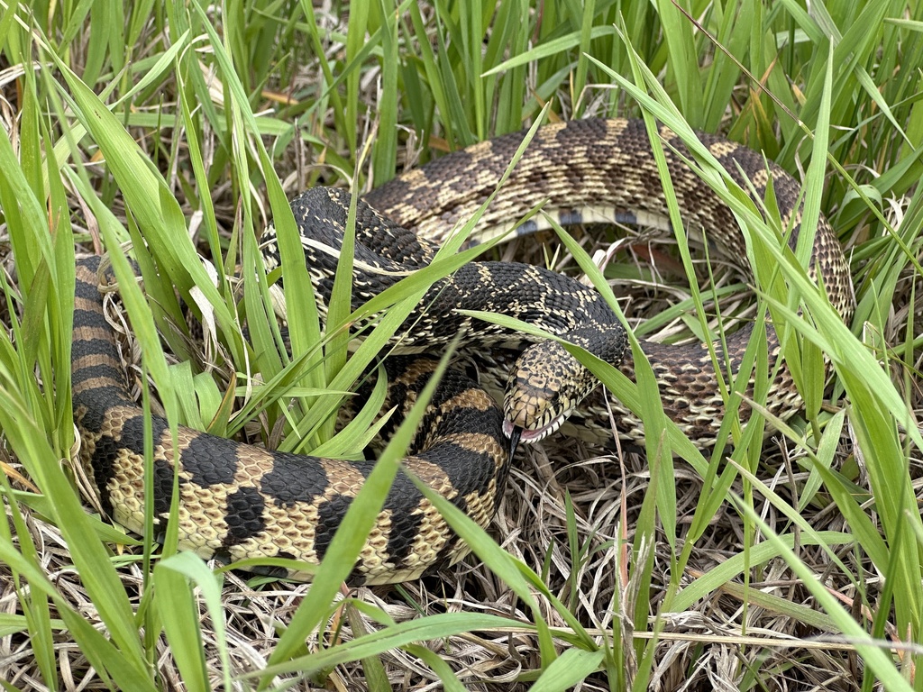 Gopher Snake in May 2024 by Anna Olderbak. Feisty gal. · iNaturalist