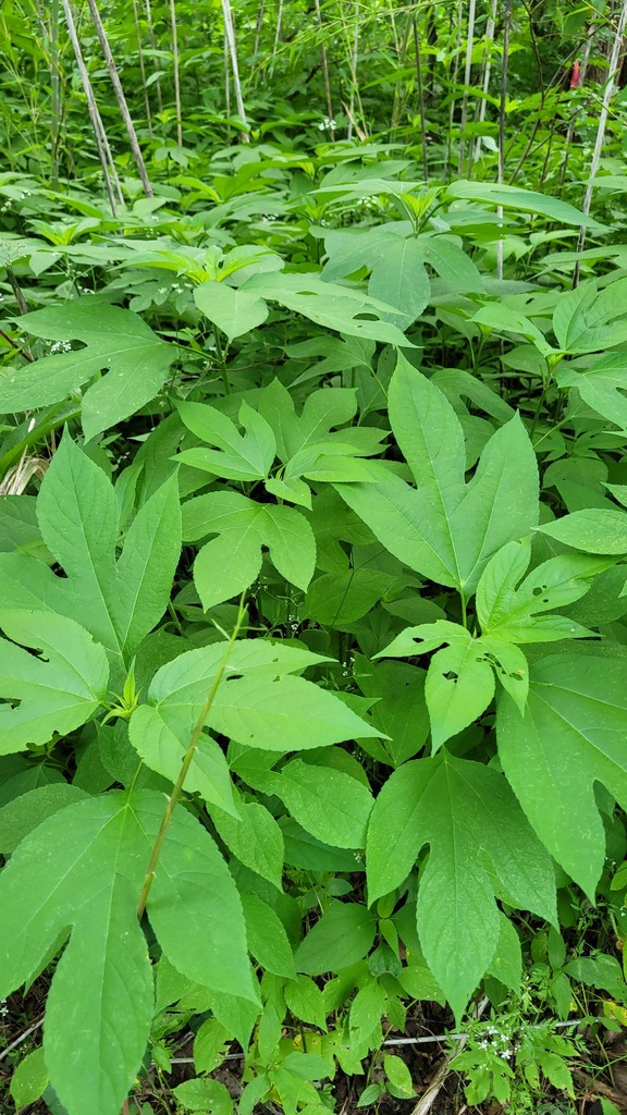 giant ragweed from Braeburn, Houston, TX, USA on April 27, 2024 at 05: ...