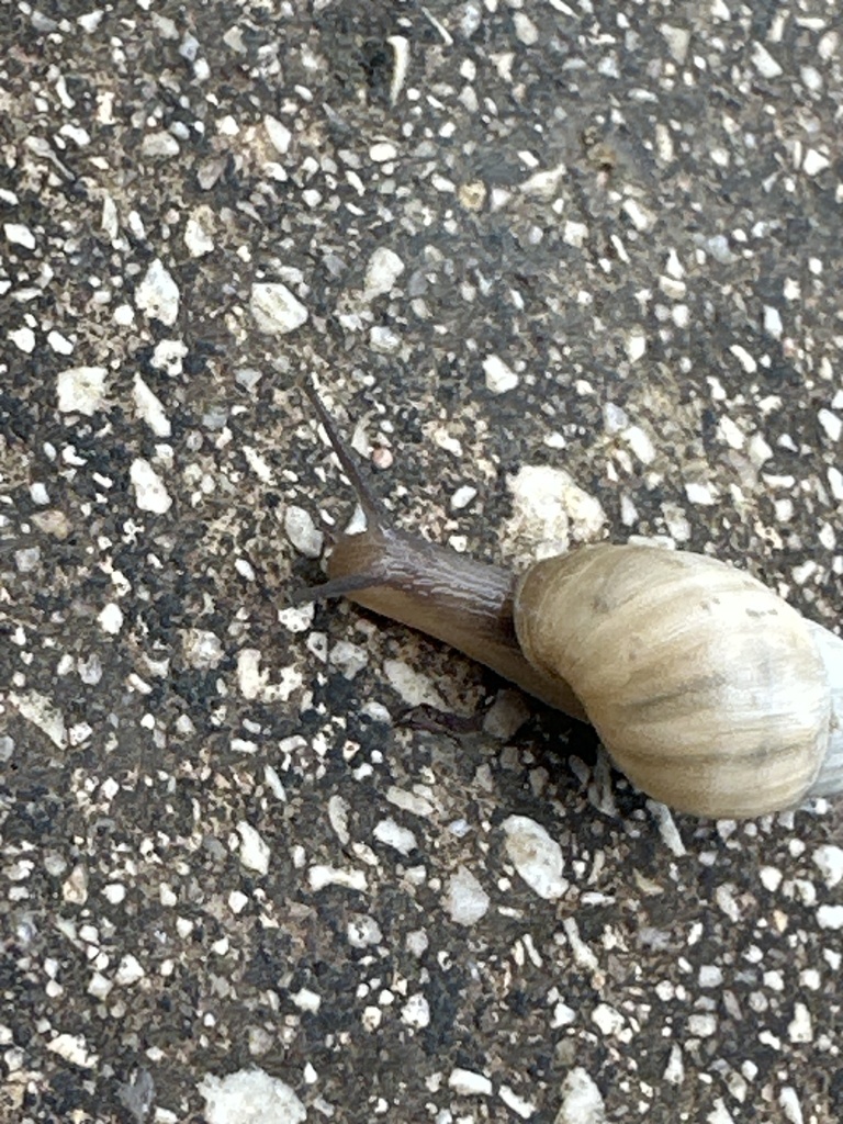 Prairie Rabdotus from Leon Creek Greenway, San Antonio, TX, US on May 3 ...