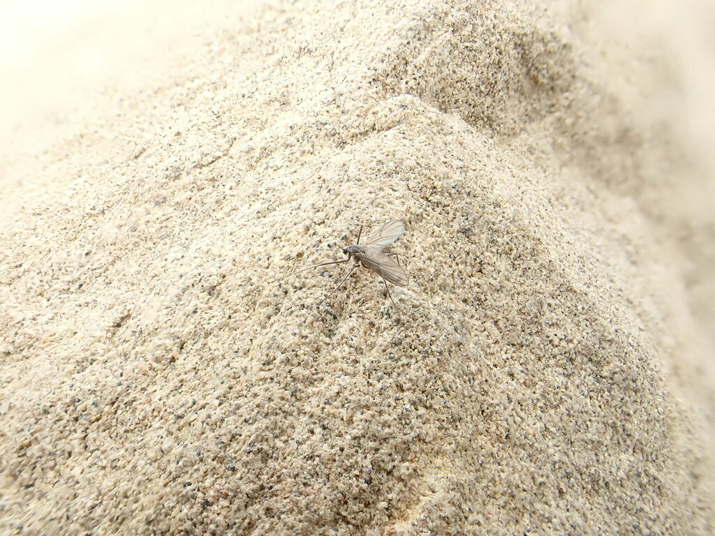 Diamesinae from Southeast Calgary, Calgary, AB, Canada on April 29 ...