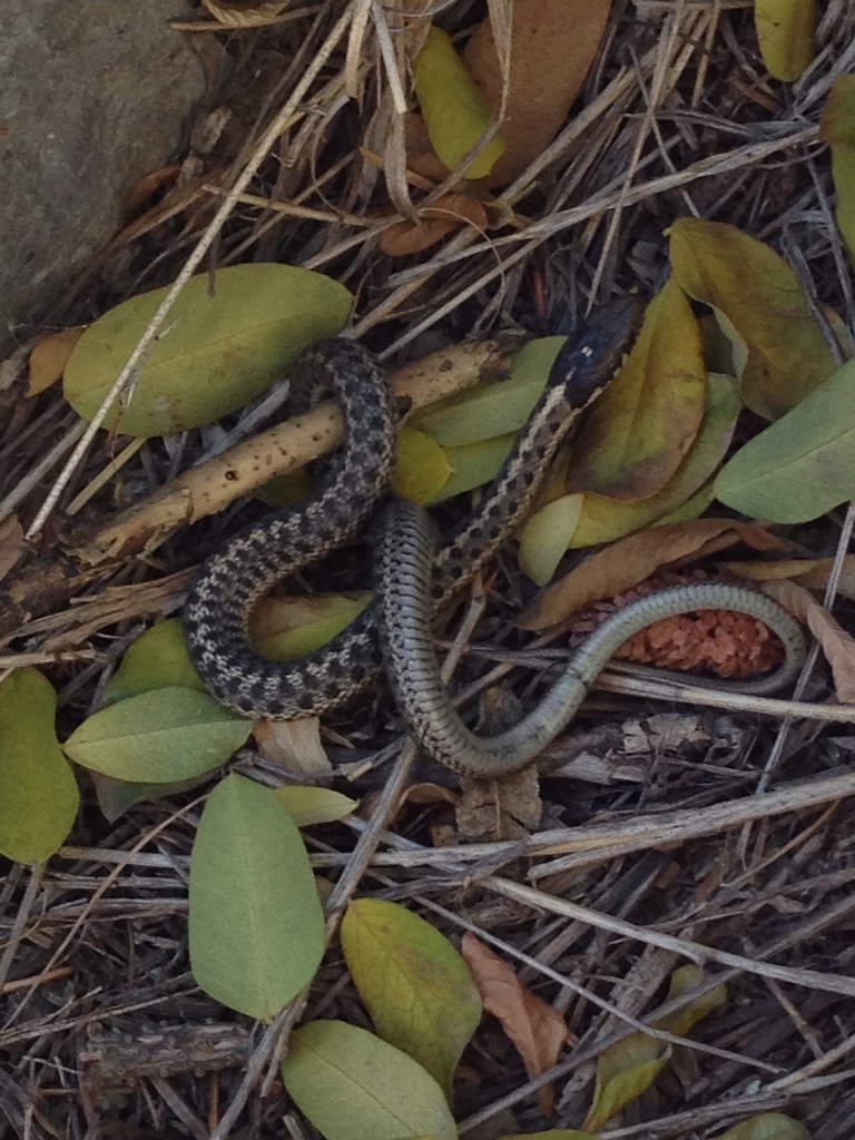 Wandering Garter Snake from Calgary Zoo, Calgary, AB, CA on October 18 ...