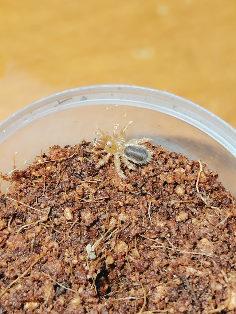 Calommata by sans_qingqiu · iNaturalist