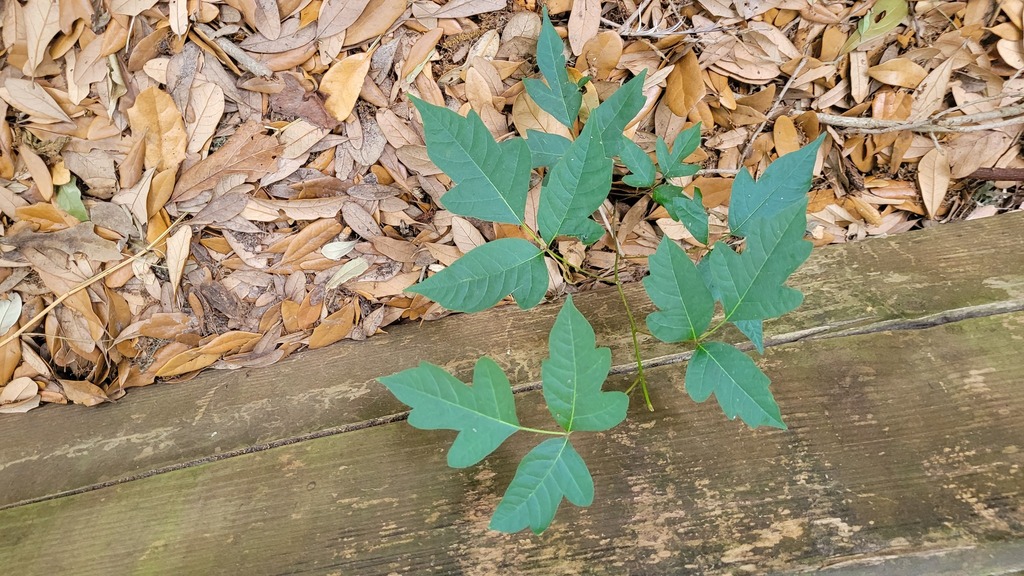 eastern poison ivy from Braeburn, Houston, TX, USA on April 27, 2024 at ...