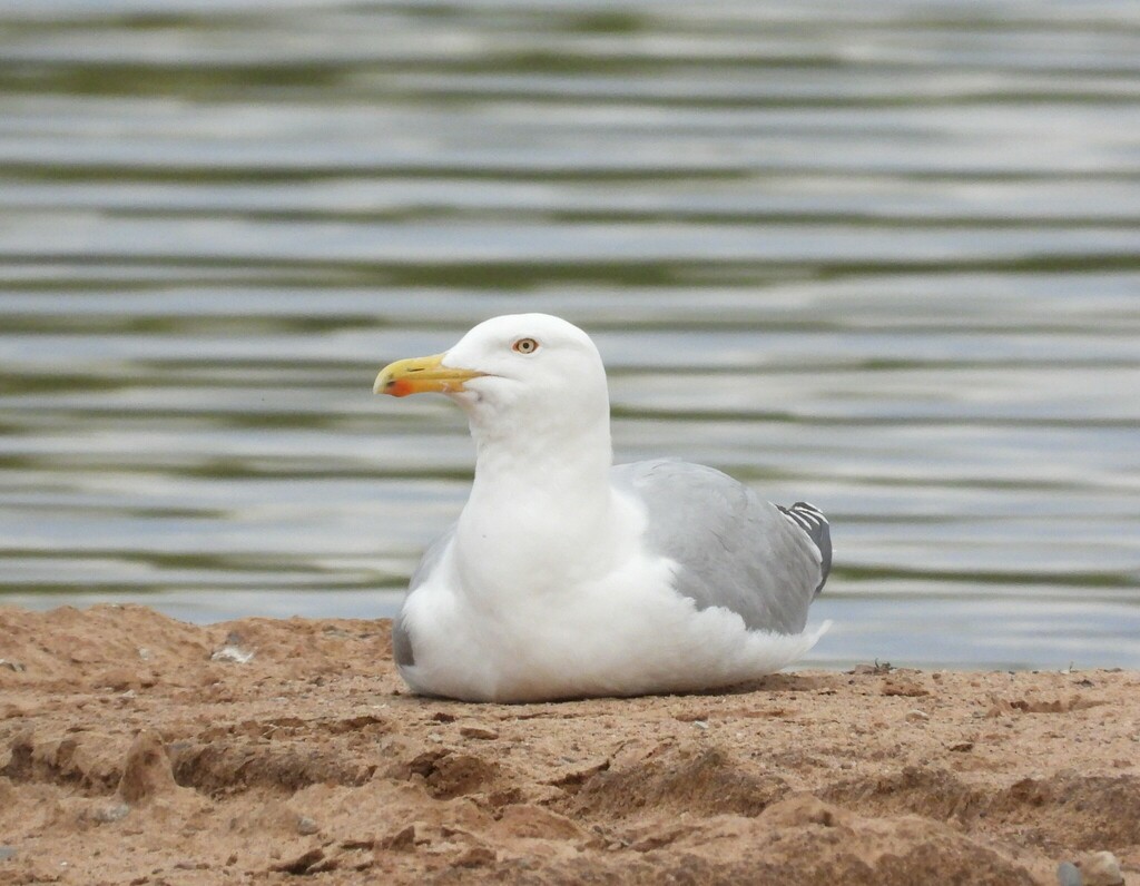 Large White-headed Gulls from Великий Новгород, Новгородская обл ...