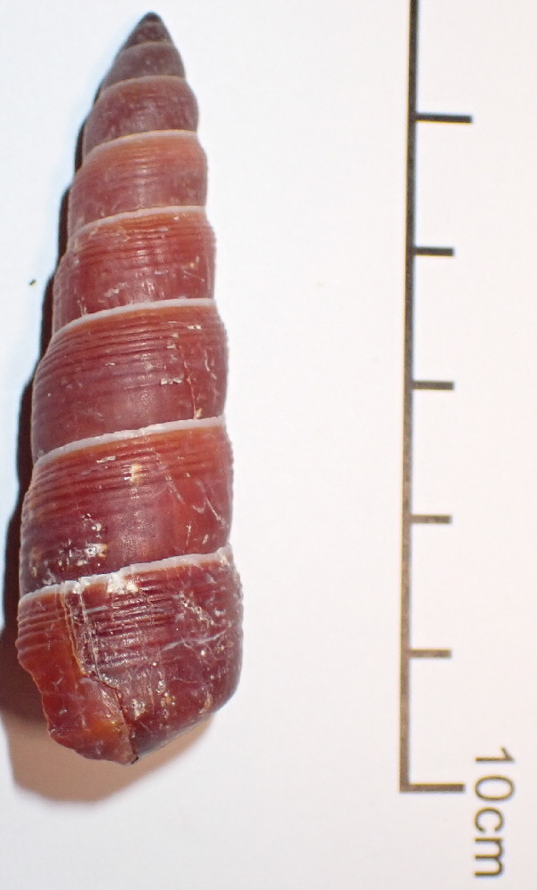 Carelia from Kalihiwai, HI, USA on April 28, 2024 at 11:01 AM by ...