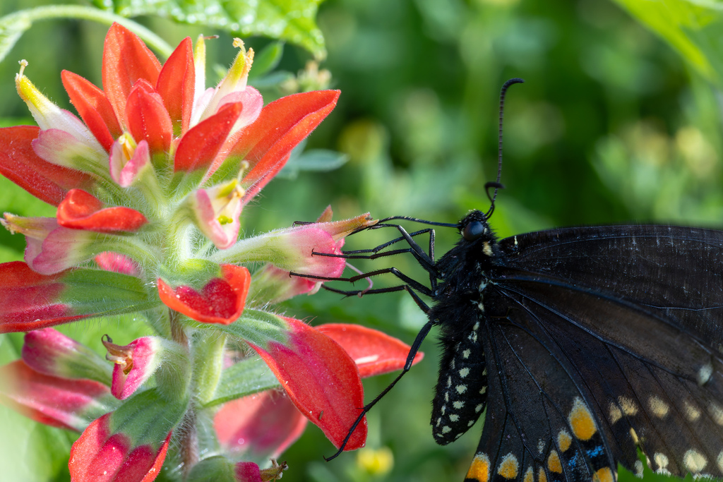 Black Swallowtail from Lewisville, TX, USA on April 30, 2024 at 08:45 ...