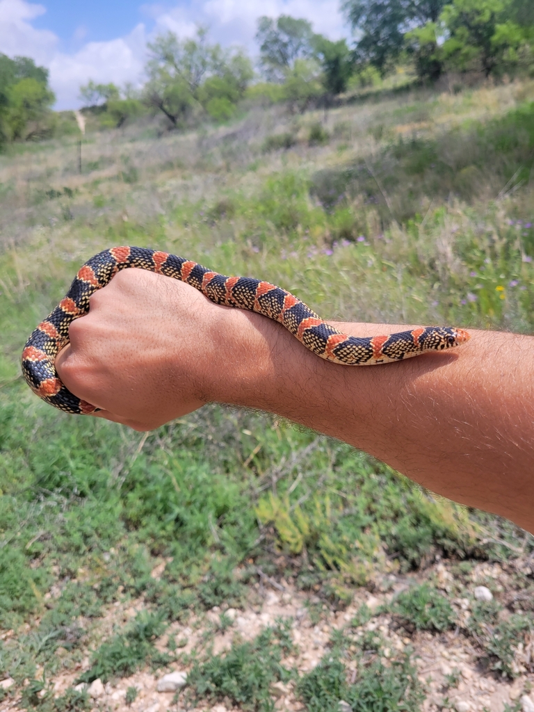 Long-nosed Snake from Dunbar-Manhattan Heights, Lubbock, TX, USA on May ...