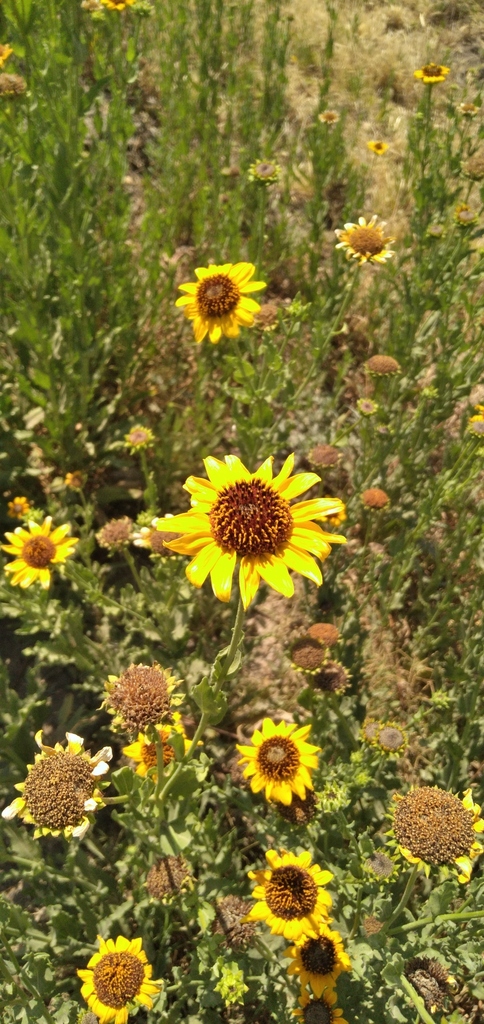 Alkali Sunflower from Blv. UNAM #2011, Predio El Saucillo y, Comunidad ...
