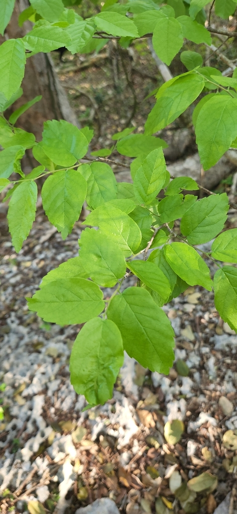 Phyllostylon rhamnoides from Parque Nacional Jaragua, DO-PN, DO-PN-PE ...