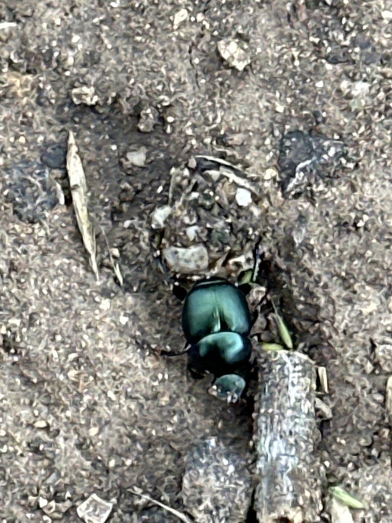 Haldeman's Green Potato Beetle from Spring Crest St, San Antonio, TX ...