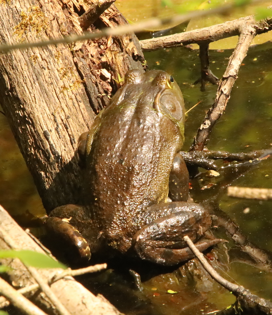 American Bullfrog from Portage County, OH, USA on May 3, 2024 at 11:46 ...