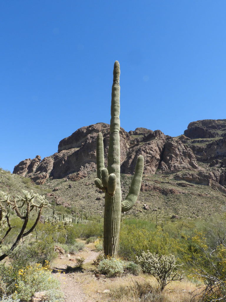 saguaro from Organ Pipe Cactus National Monument, Arizona, on April 19 ...