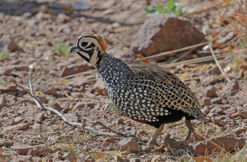Codorniz de Moctezuma desde Jeff Davis County, TX, USA el 02 de mayo de ...