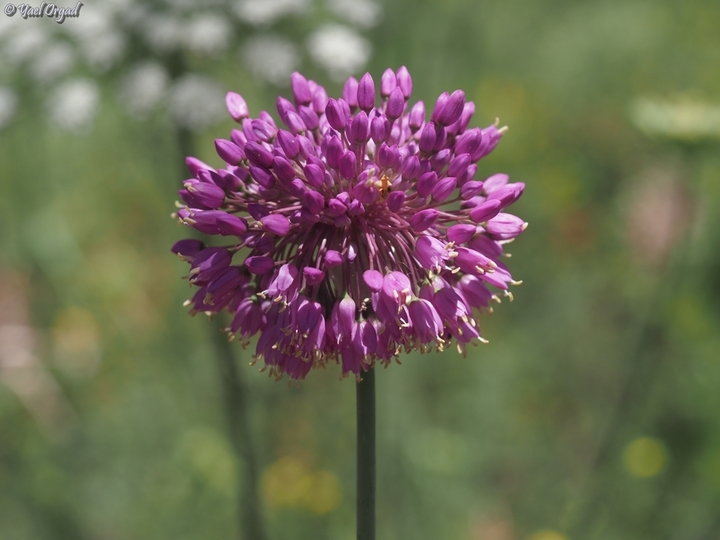 Allium carmeli in May 2024 by Yael Orgad · iNaturalist