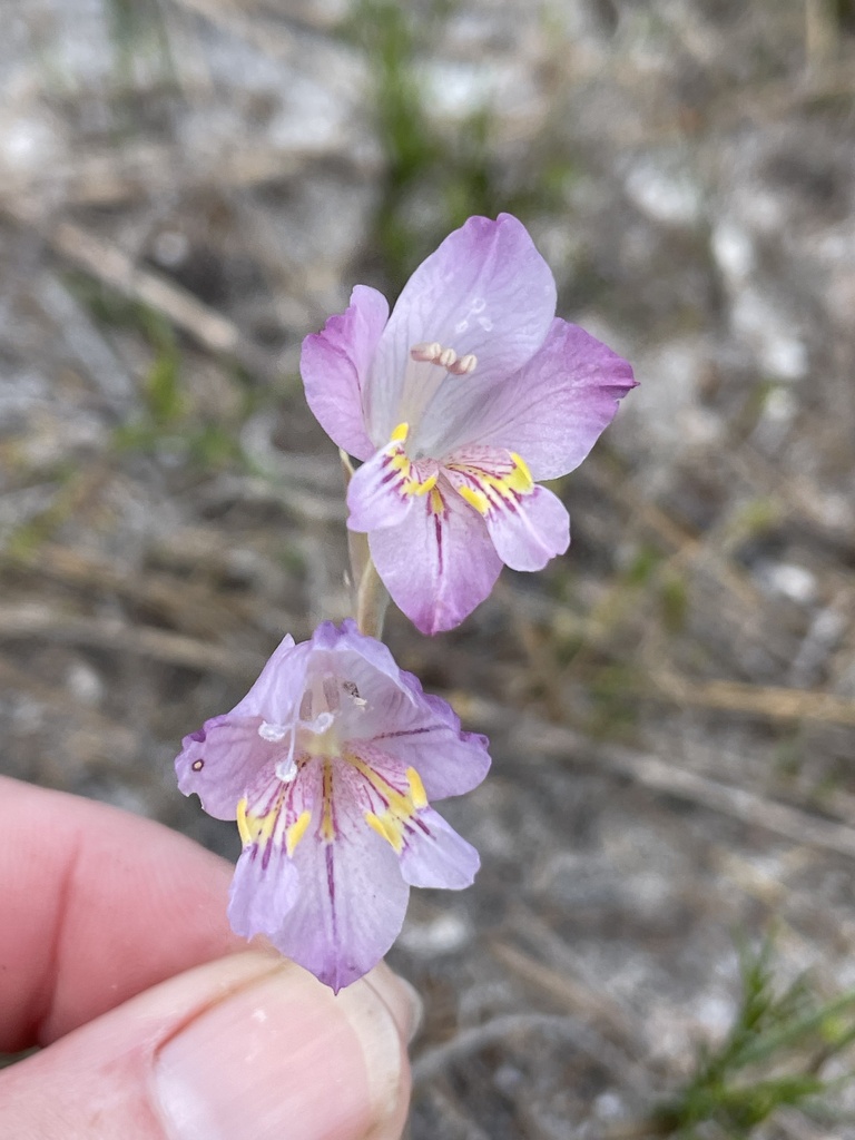 Autumn Pypie from Clarence Drive, Greater Hermanus, WC, ZA on April 26 ...