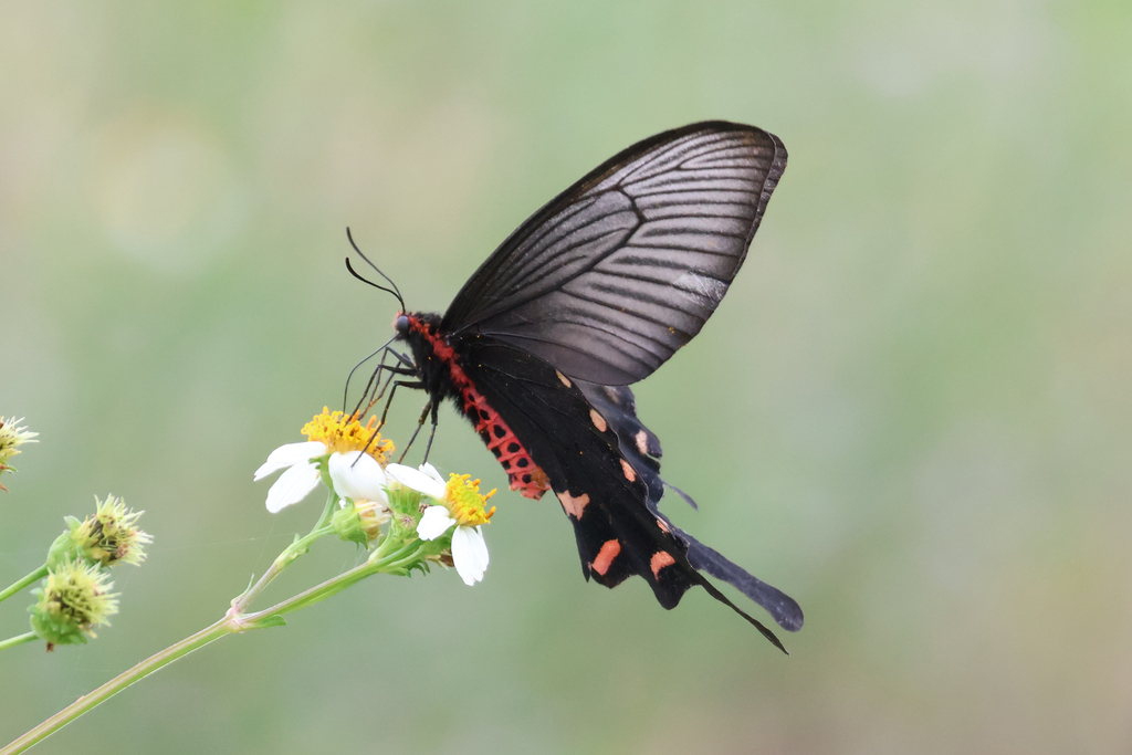 Chinese windmill from Kin, Kunigami District, Okinawa 904-1201, Japan ...
