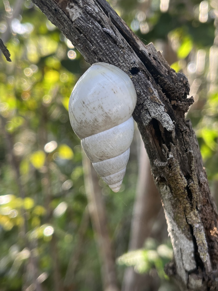Florida Tree Snail in April 2024 by dylannt · iNaturalist