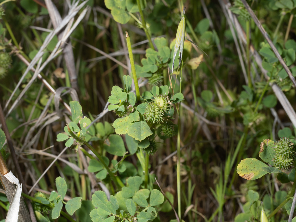 bur clover from San Diego, CA, USA on May 2, 2024 at 06:54 PM by Alan ...