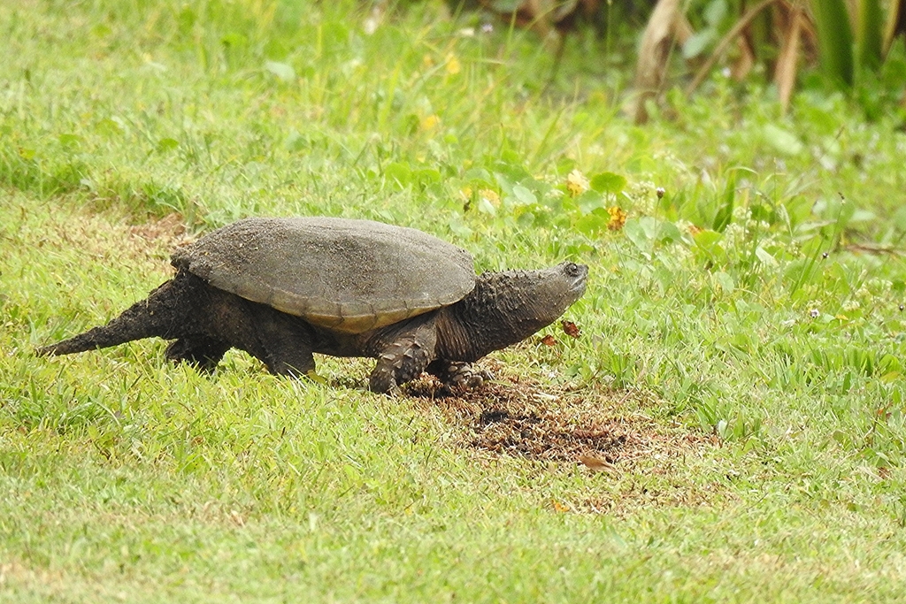 Common Snapping Turtle from Green Cay Nature Center & Wetlands, Boynton ...