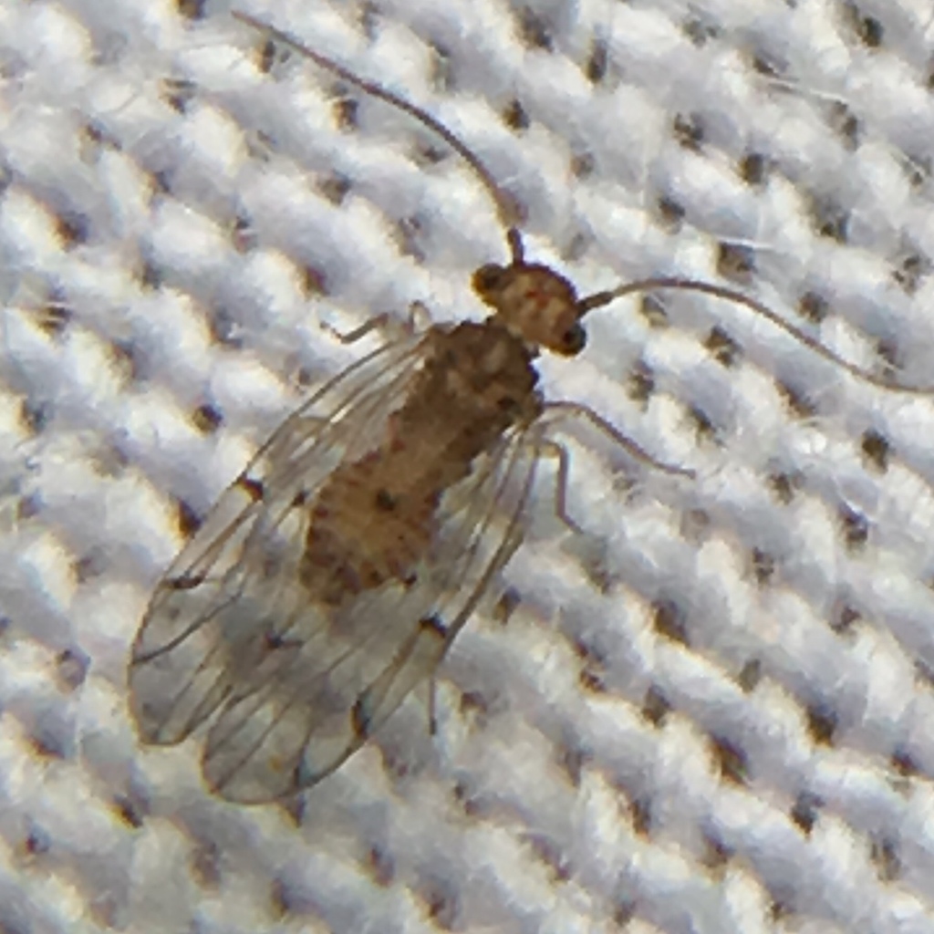 Ectopsocus briggsi from Richmond Park, Richmond, England, GB on 26 ...
