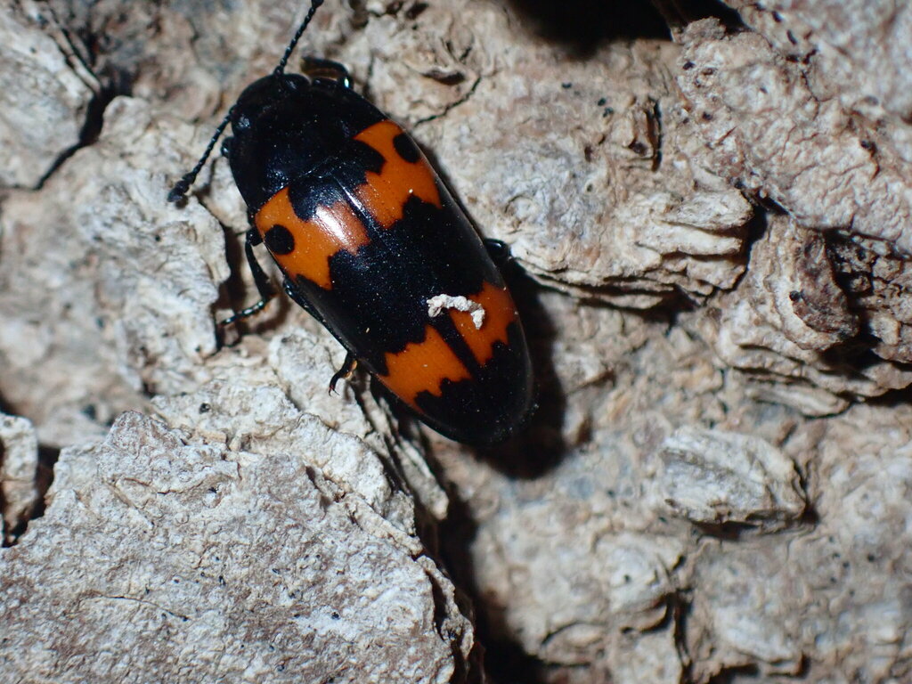 Red-banded Fungus Beetle in May 2024 by Caleb Wardlaw. only two on ...