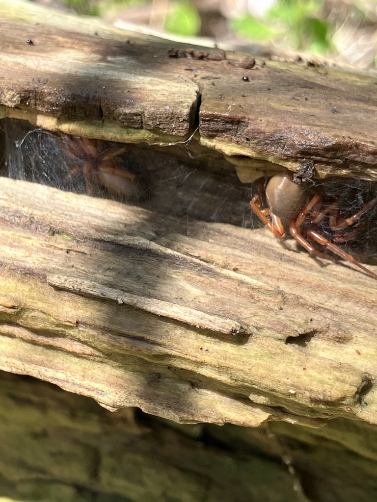 Woodlouse Spider from Minnehaha Creek Park, Minneapolis, MN, US on May ...