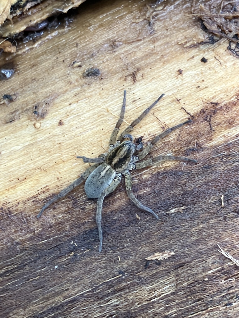 Rustic Wolf Spider from Minnehaha Creek Park, Minneapolis, MN, US on ...