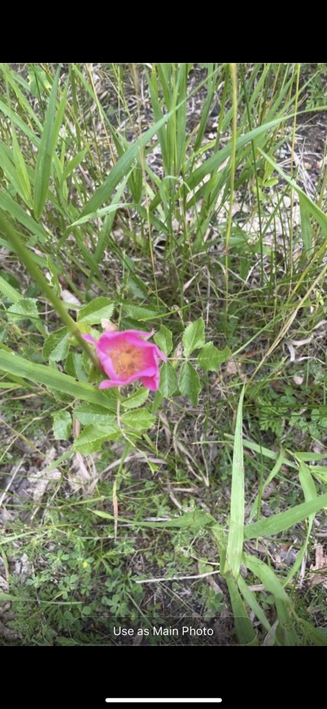 Carolina rose from Entrance Rd, Webster, WI, US on June 3, 2023 at 01: ...