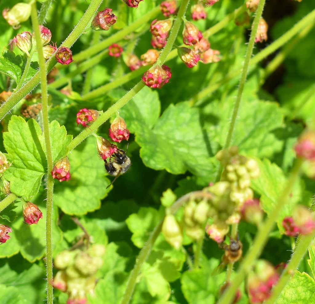 Bumble Bees from FBP Native Plant Nursery Lane County, OR, USA on May 2 ...