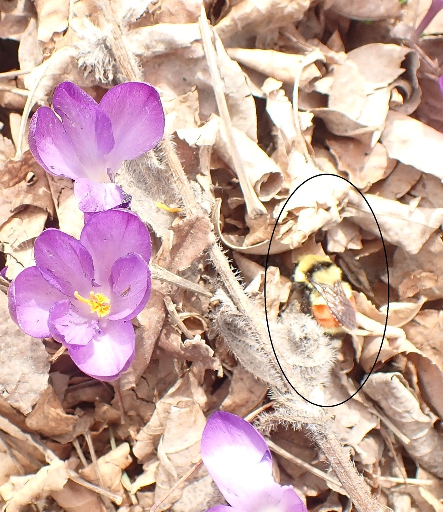 Hunt's Bumble Bee from Douglasdale, Calgary, AB T2Z, Canada on April 25 ...