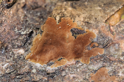 Septobasidium fuscoviolaceum · iNaturalist