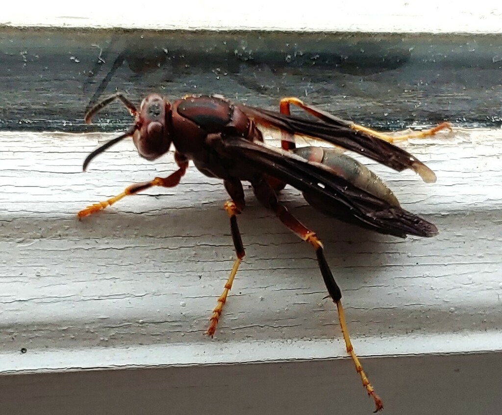 Metric Paper Wasp from Mountain Park, GA, USA on May 3, 2024 at 03:50 ...