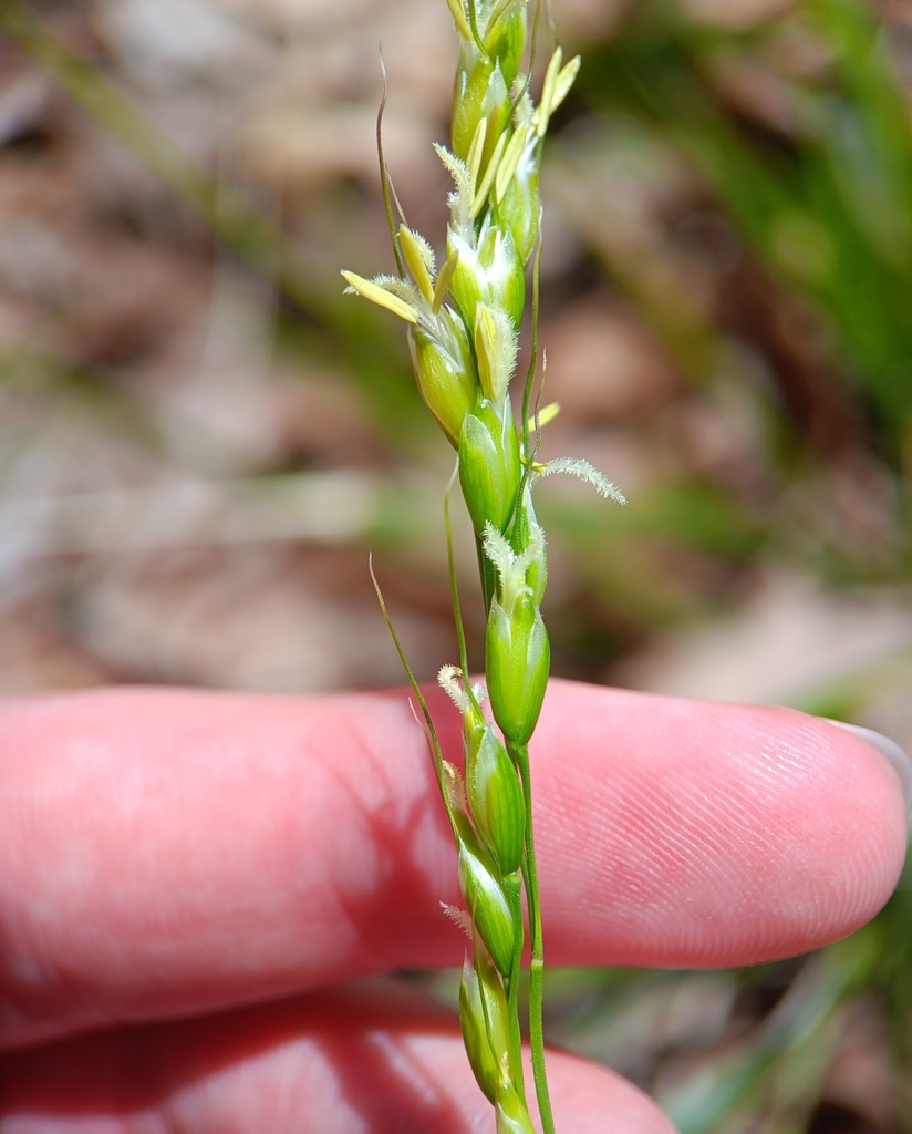 White-grained Mountain-ricegrass from Wenham, MA 01984, USA on May 3 ...