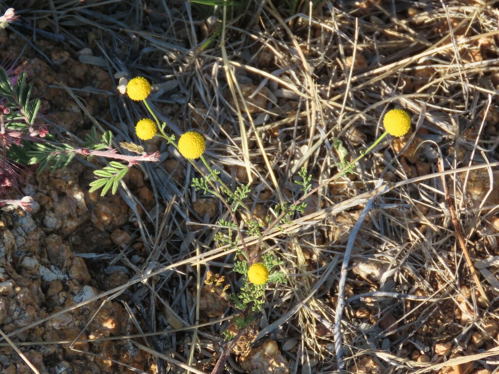 stinknet from Cochise County, AZ, USA on May 3, 2024 at 06:38 AM by ...