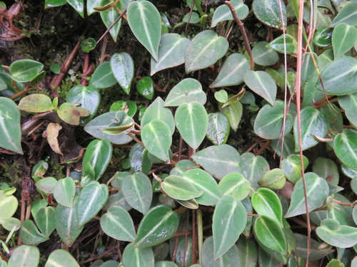 Peperomia eburnea · iNaturalist