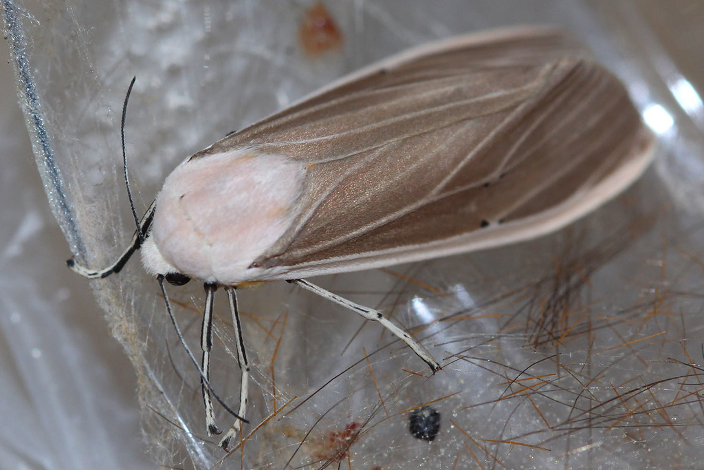Clouded Tiger Moth in May 2019 by Franz Anthony. Specimen 2019_3 ...