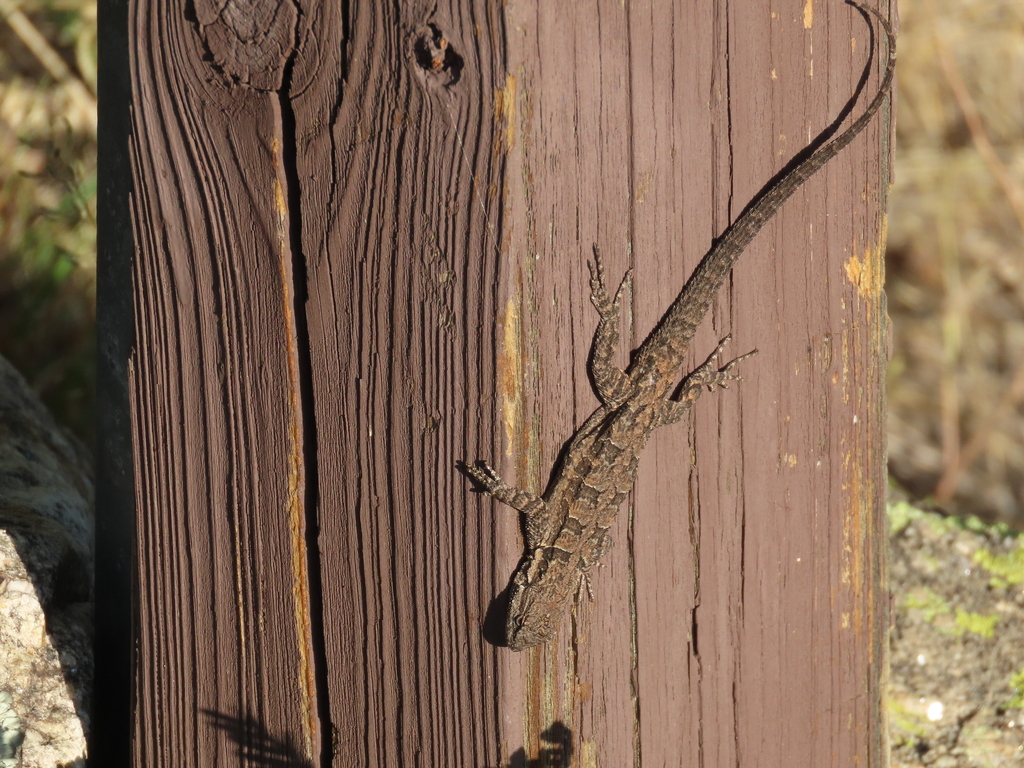 Ornate Tree Lizard from Cochise County, AZ, USA on May 3, 2024 at 06:44 ...