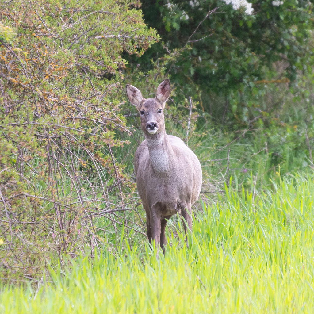 Western Roe Deer from Zarzosa de Río Pisuerga, Burgos, España on May 1 ...